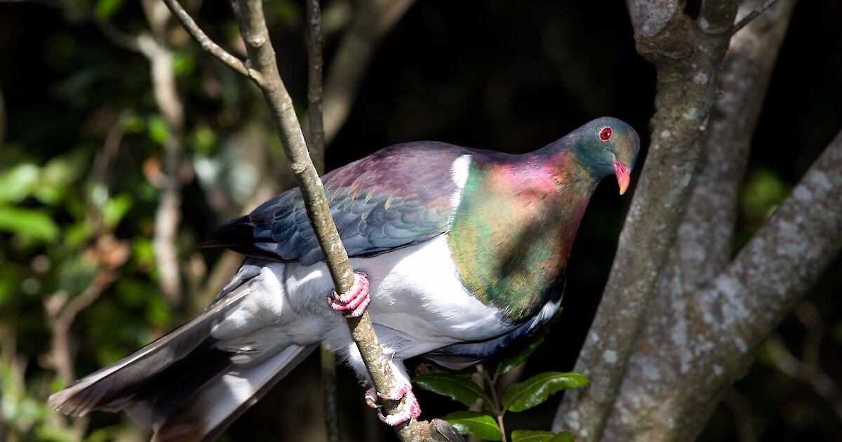 What is Wellington’s native bird life like? • Predator Free Wellington