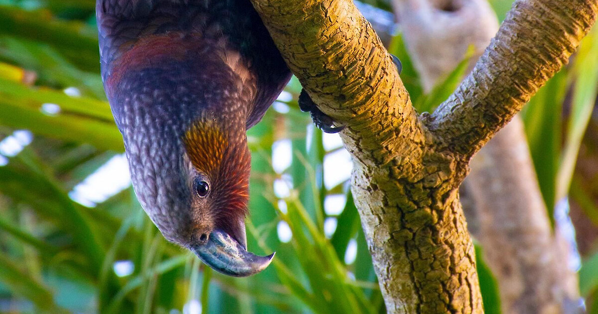Predator Free Northland • Predator Free Wellington