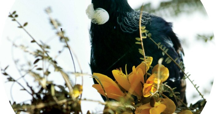 Goodbye possums, hello tui • Predator Free Wellington
