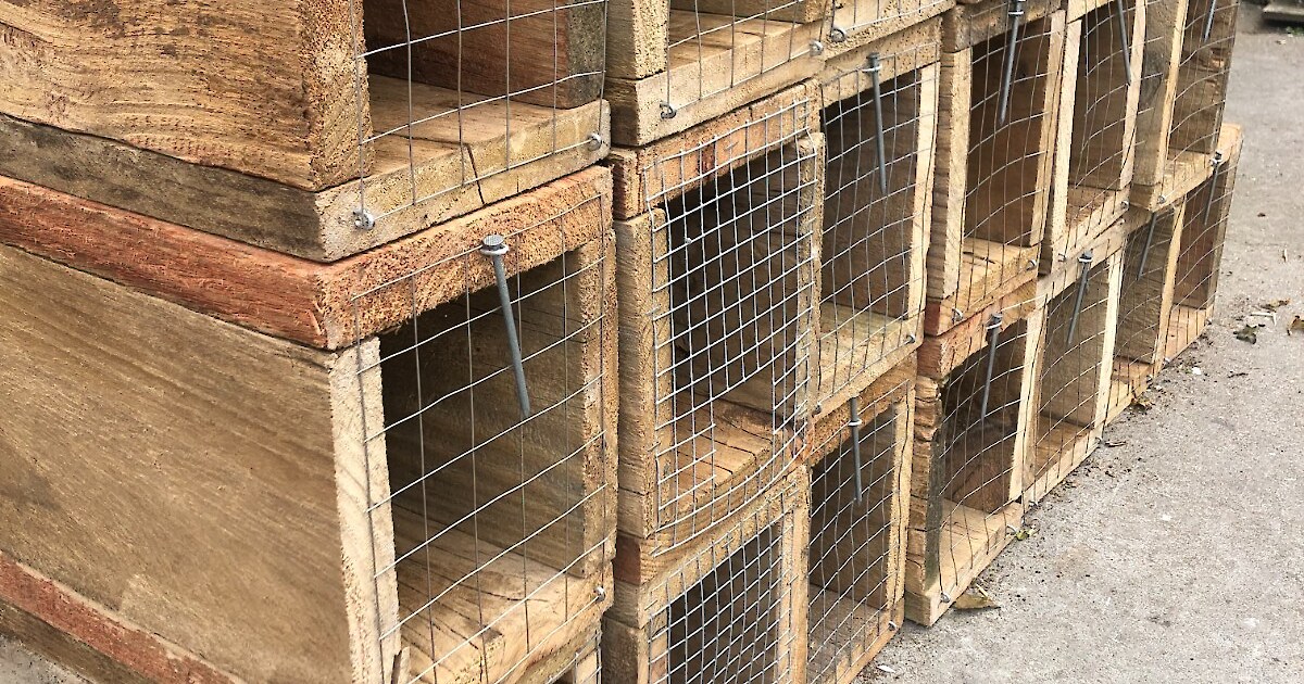 Some top trapping tips • Predator Free Wellington