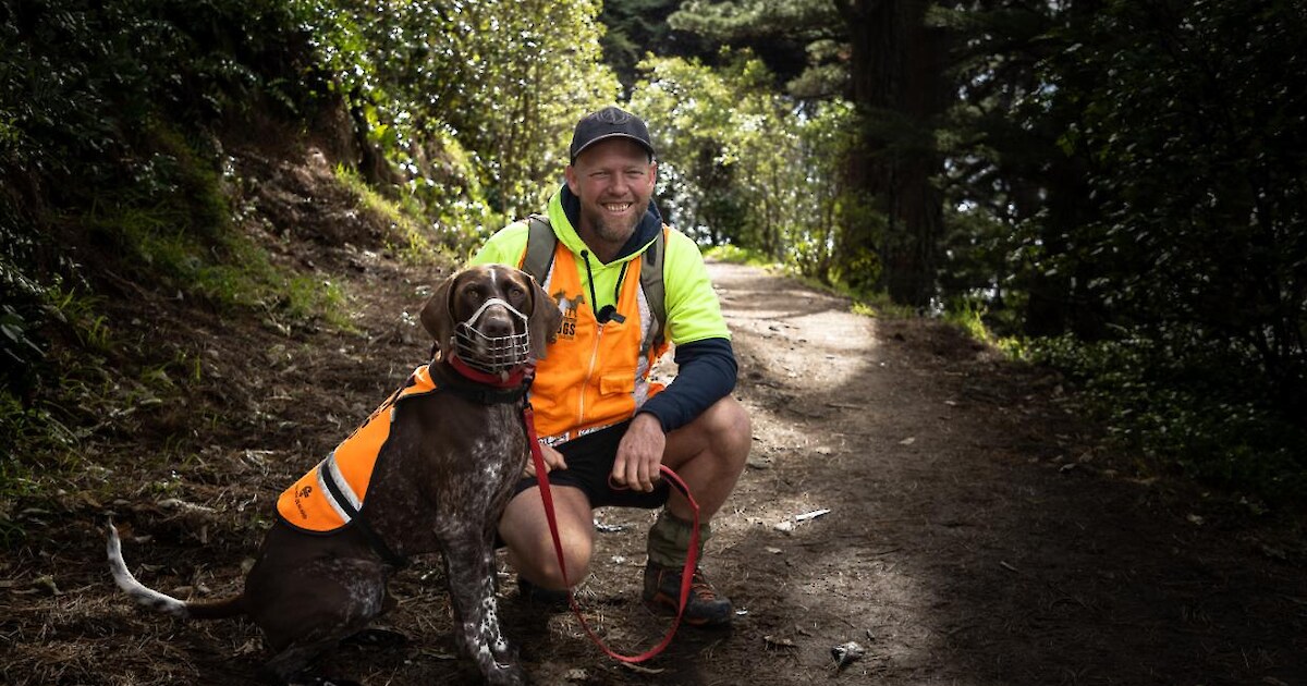 Stoat detector dog gives Miramar a clean bill of health • Predator Free ...